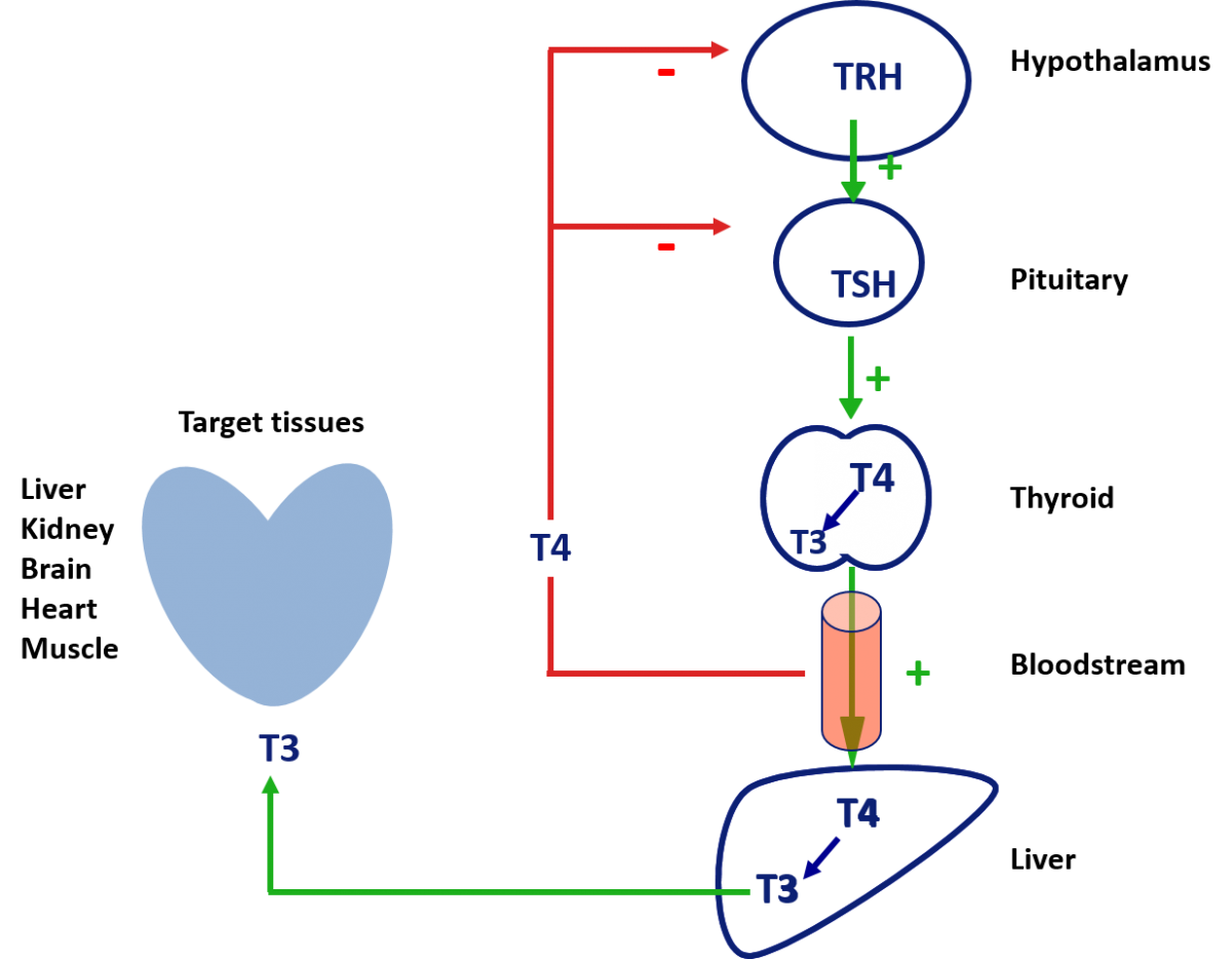 MCT8-AHDS ¿Qué es? - MCT8 - AHDS Foundation